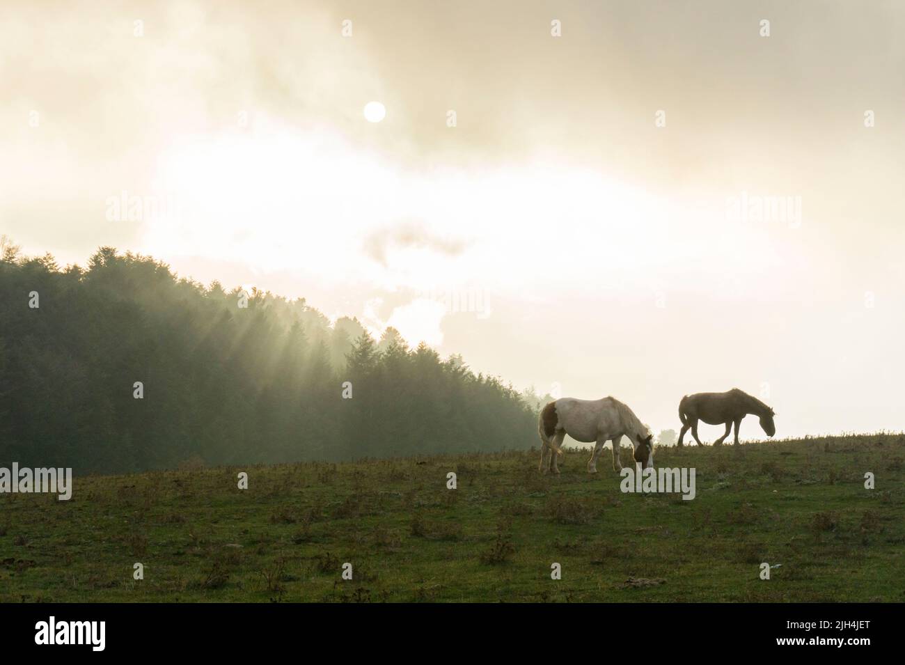 Horses in nature hi-res stock photography and images - Alamy