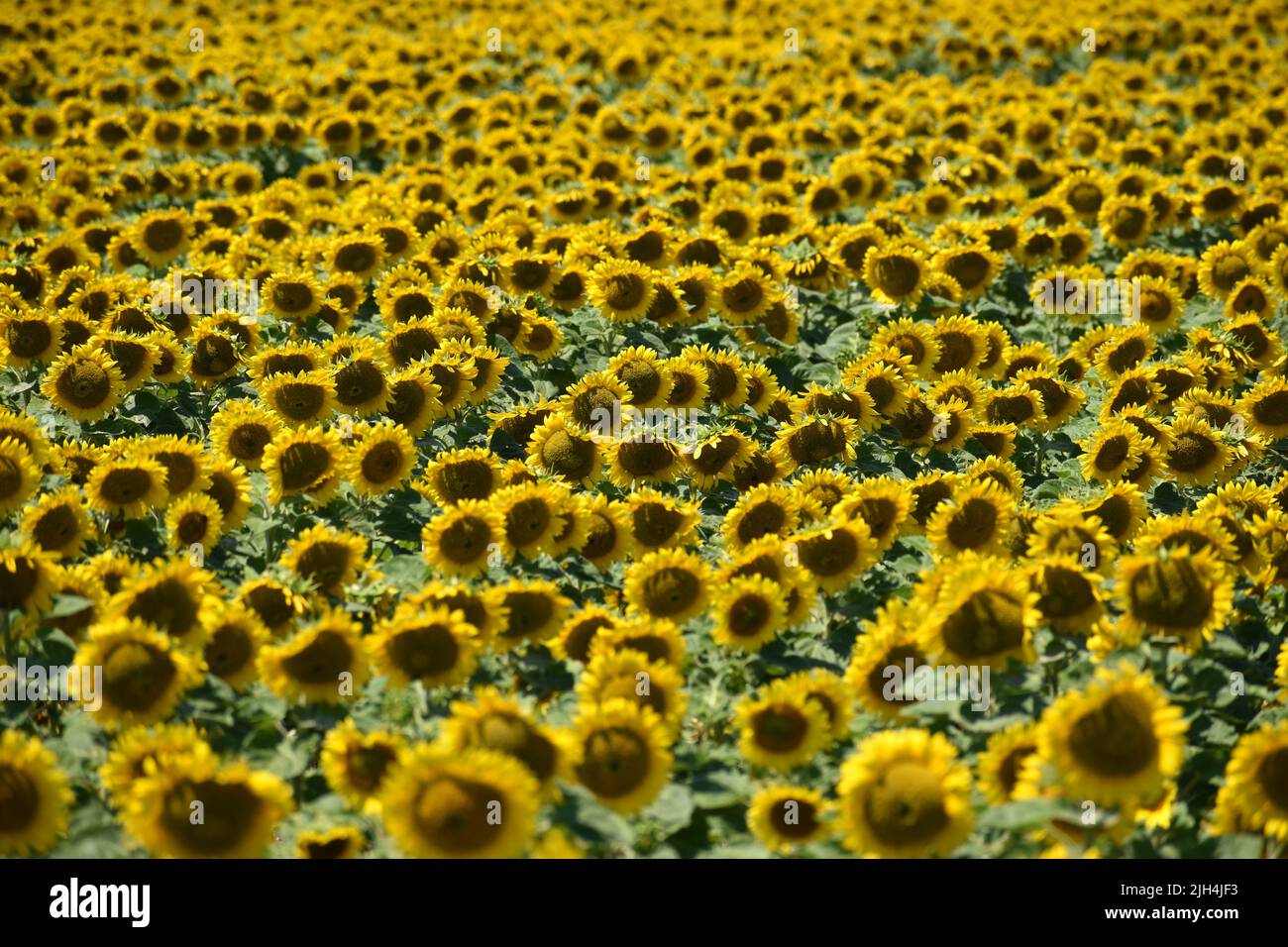 Sunflower field with trees Stock Photo - Alamy