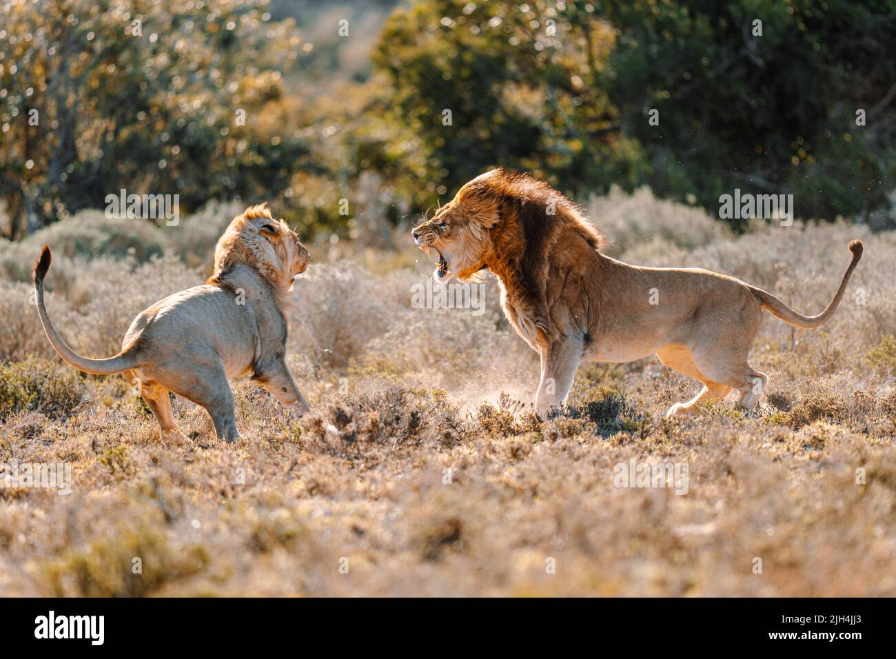 Captured by photographer Andre. Eastern Cape, South Africa: THIS LION ...