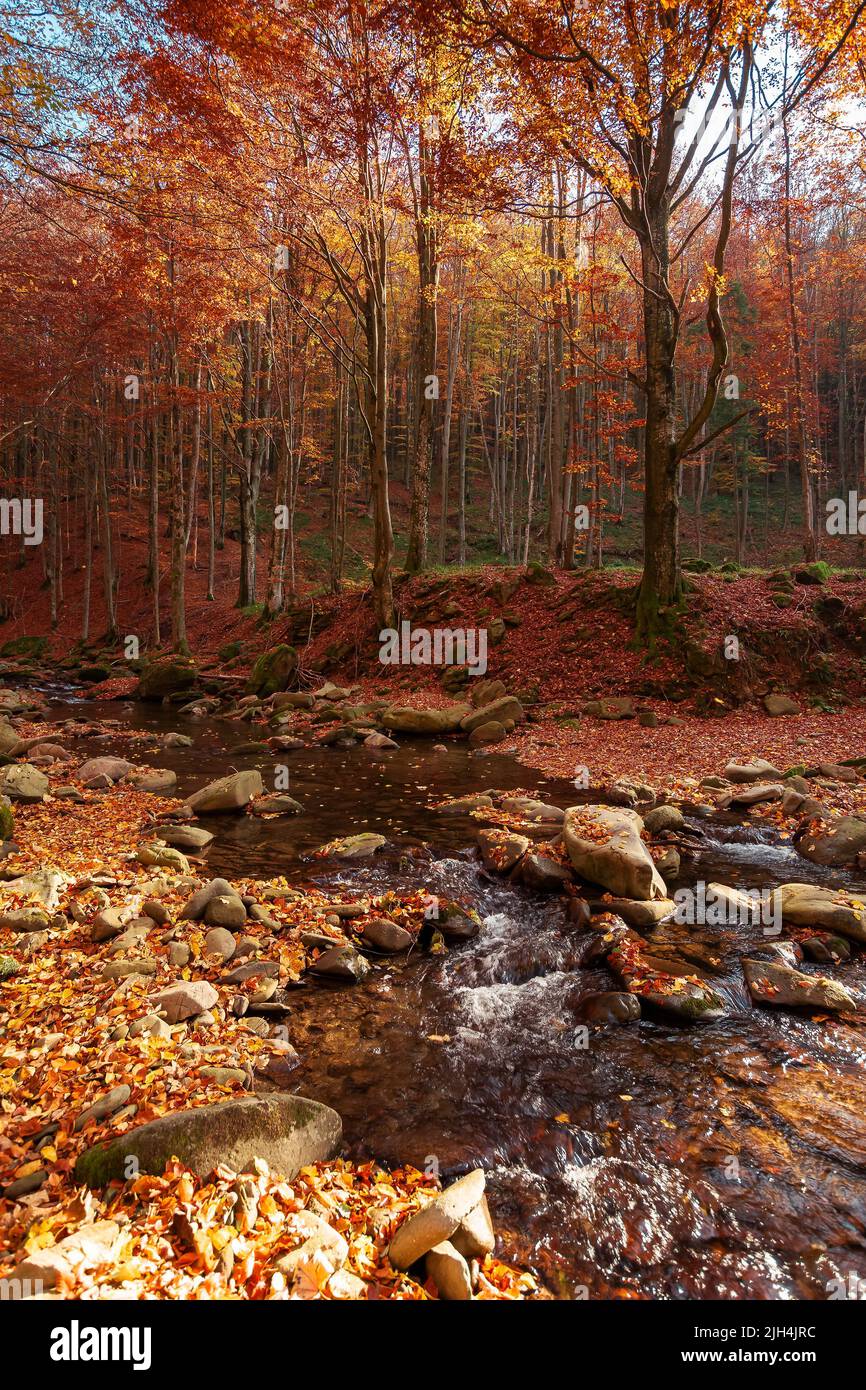 mountain river in the autumn forest. trees in fall foliage. leaves on ...