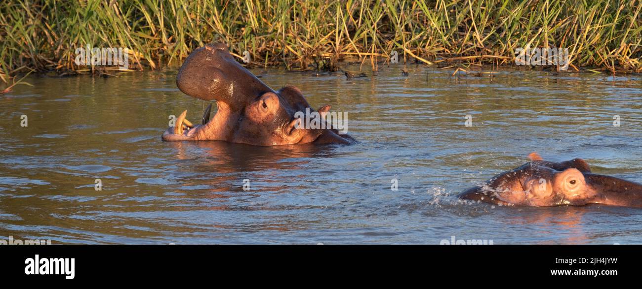 Hippo in St Lucia South Africa, Hippos at Lake St. Lucia South Africa ...