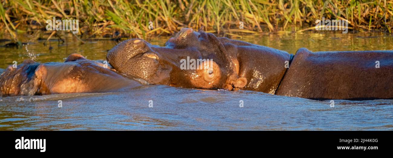 Hippo in St Lucia South Africa, Hippos at Lake St. Lucia South Africa ...
