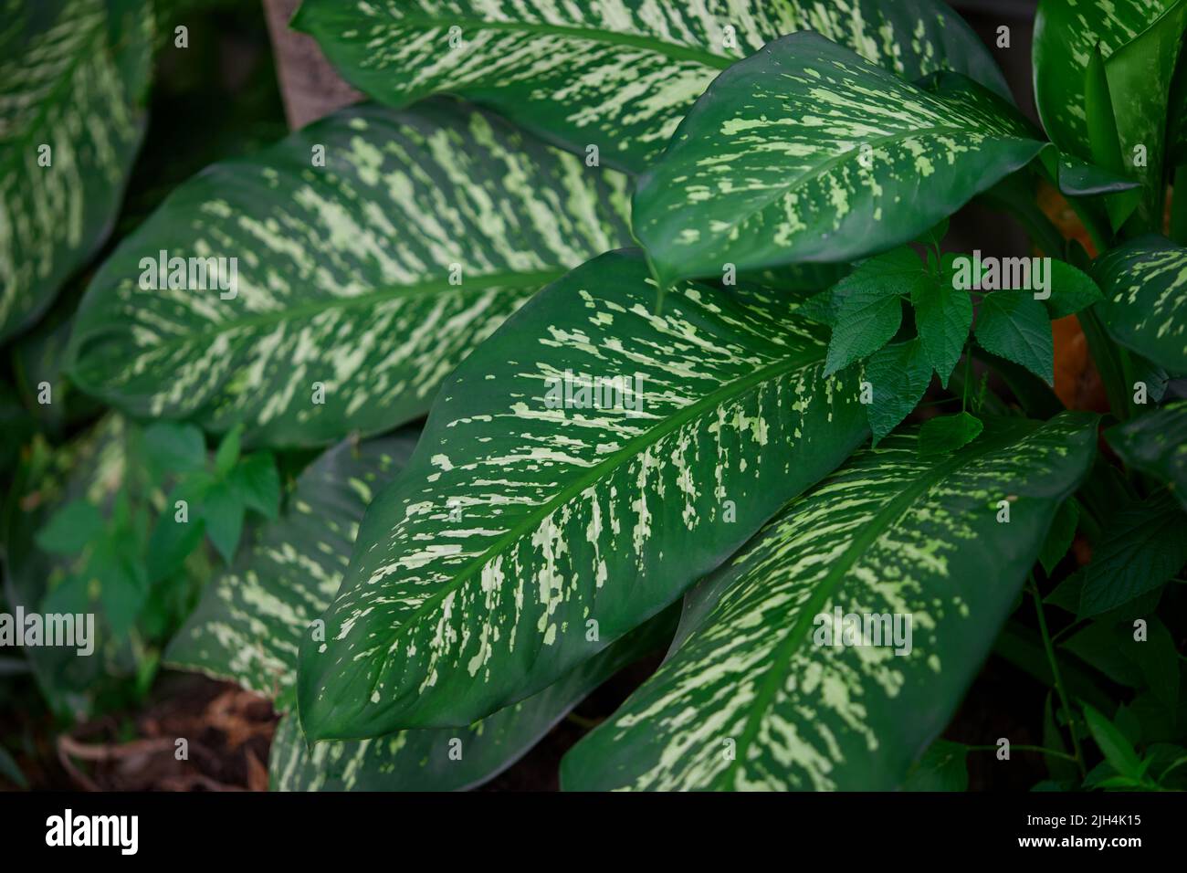 Dieffenbachia leaf hi-res stock photography and images - Alamy
