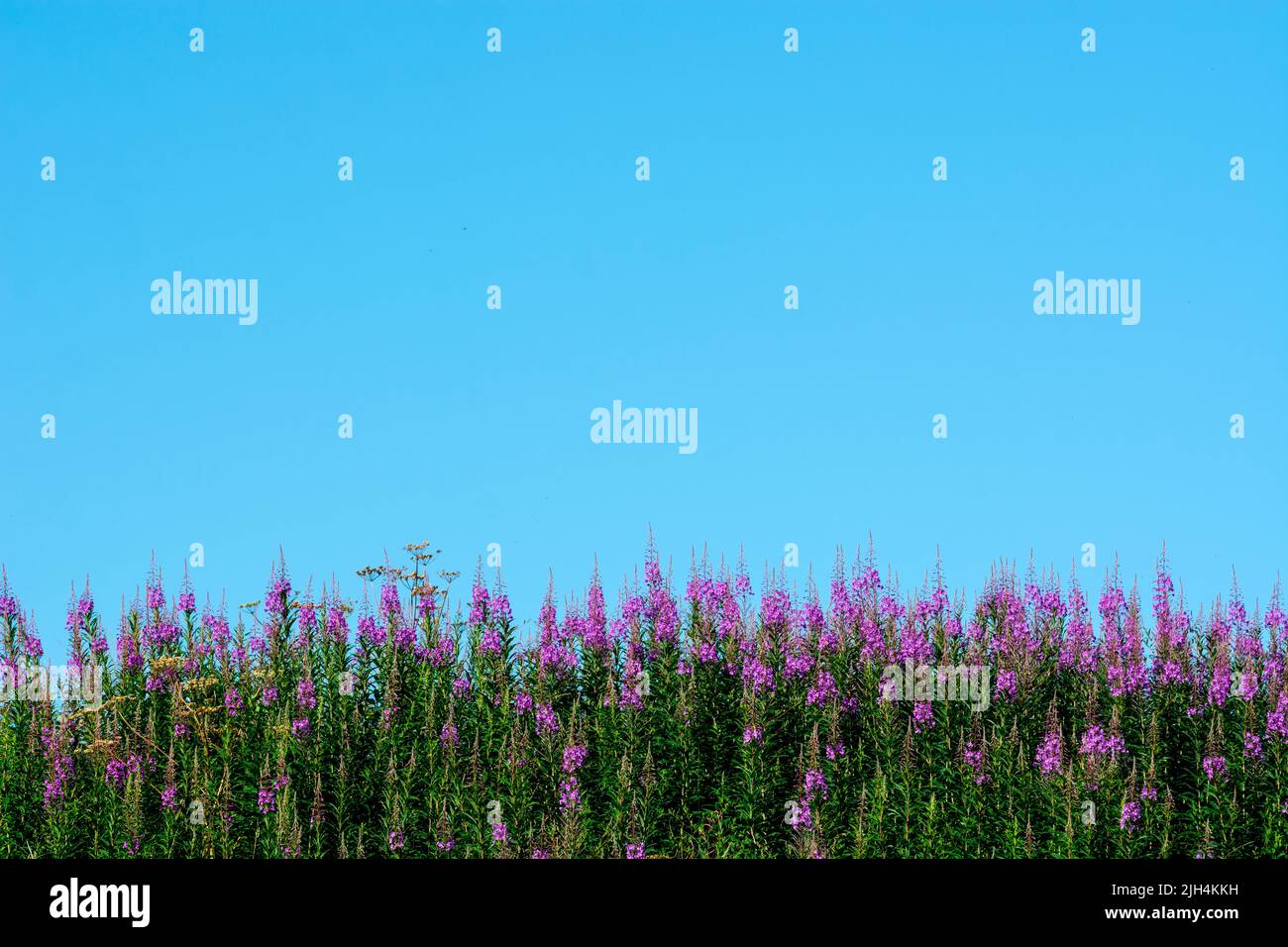 Rosebay Willowherb flowers and a blue sky, UK Stock Photo - Alamy