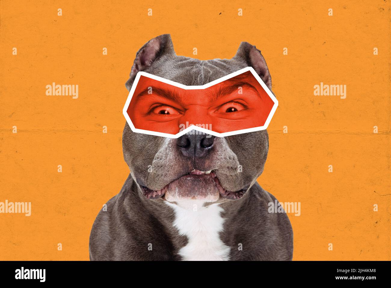 Magazine style collage with cute dog with male eyes expressing ...