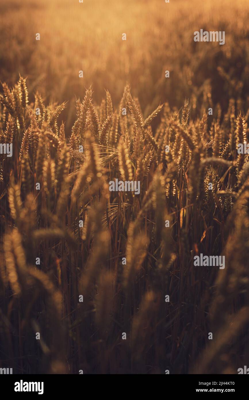 Wheat field in sunset hi-res stock photography and images - Alamy