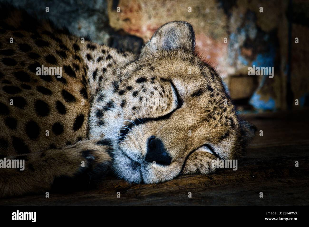 Cheetah sleeping. Spotted fur. The big cat is a predator. Resting ...