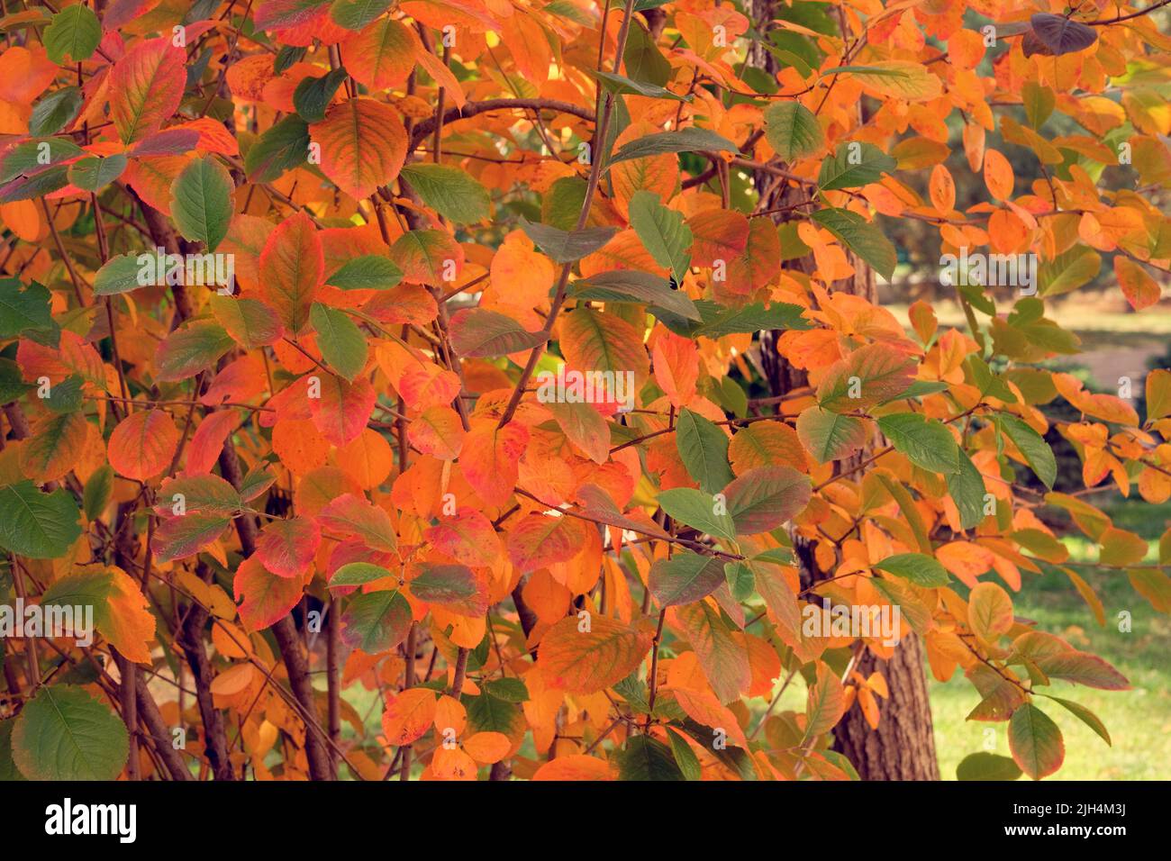 Colorful bright bunch hi-res stock photography and images - Alamy