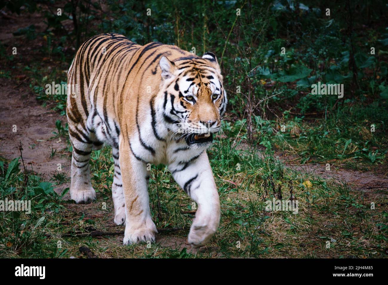 Siberian tiger. Elegant big cat. endangered predator. white,black ...
