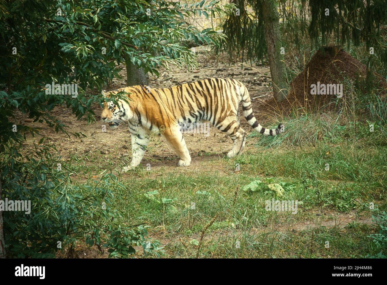 Siberian tiger. Elegant big cat. endangered predator. white,black ...