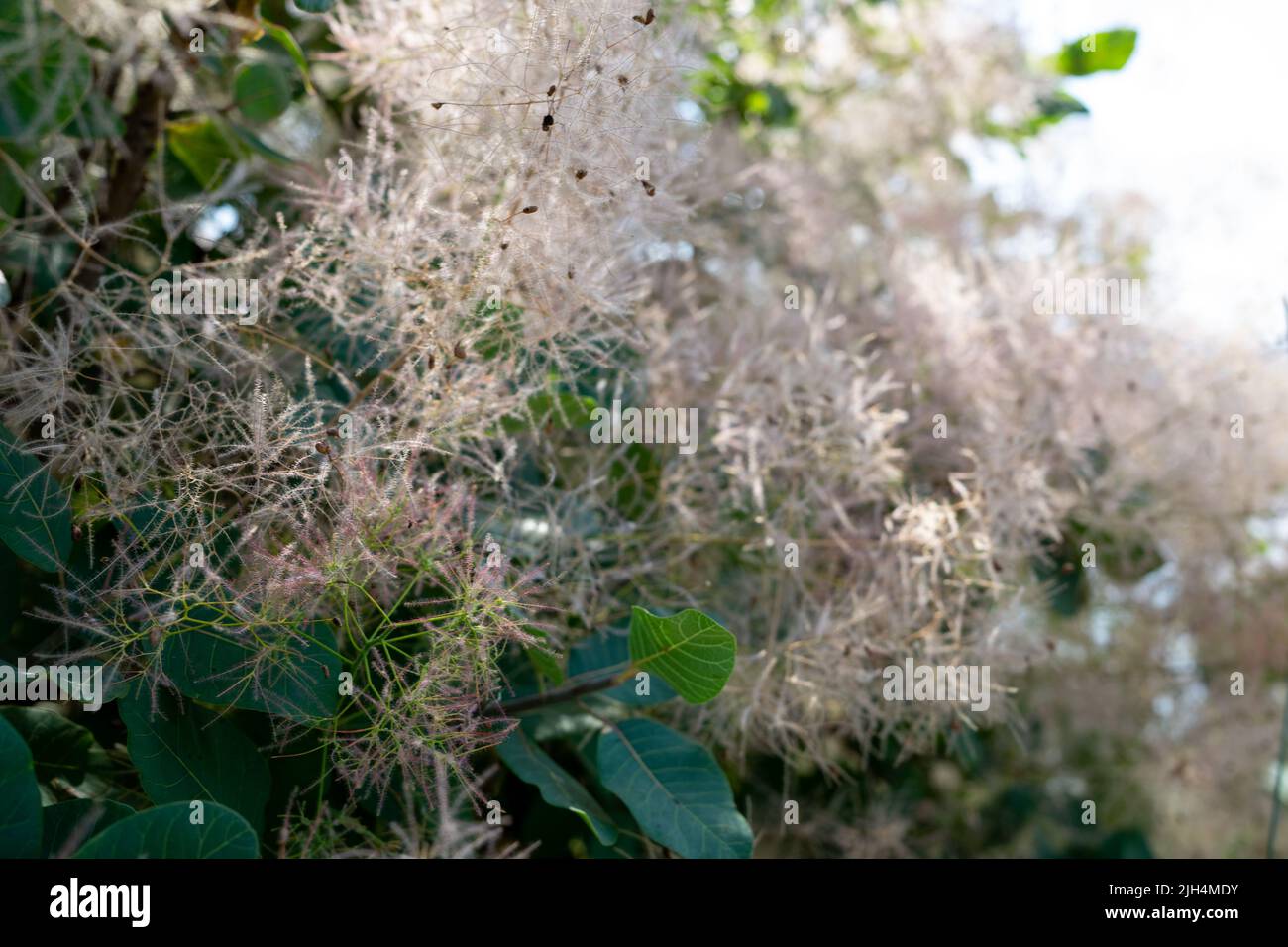 Smoke tree flower hi-res stock photography and images - Alamy
