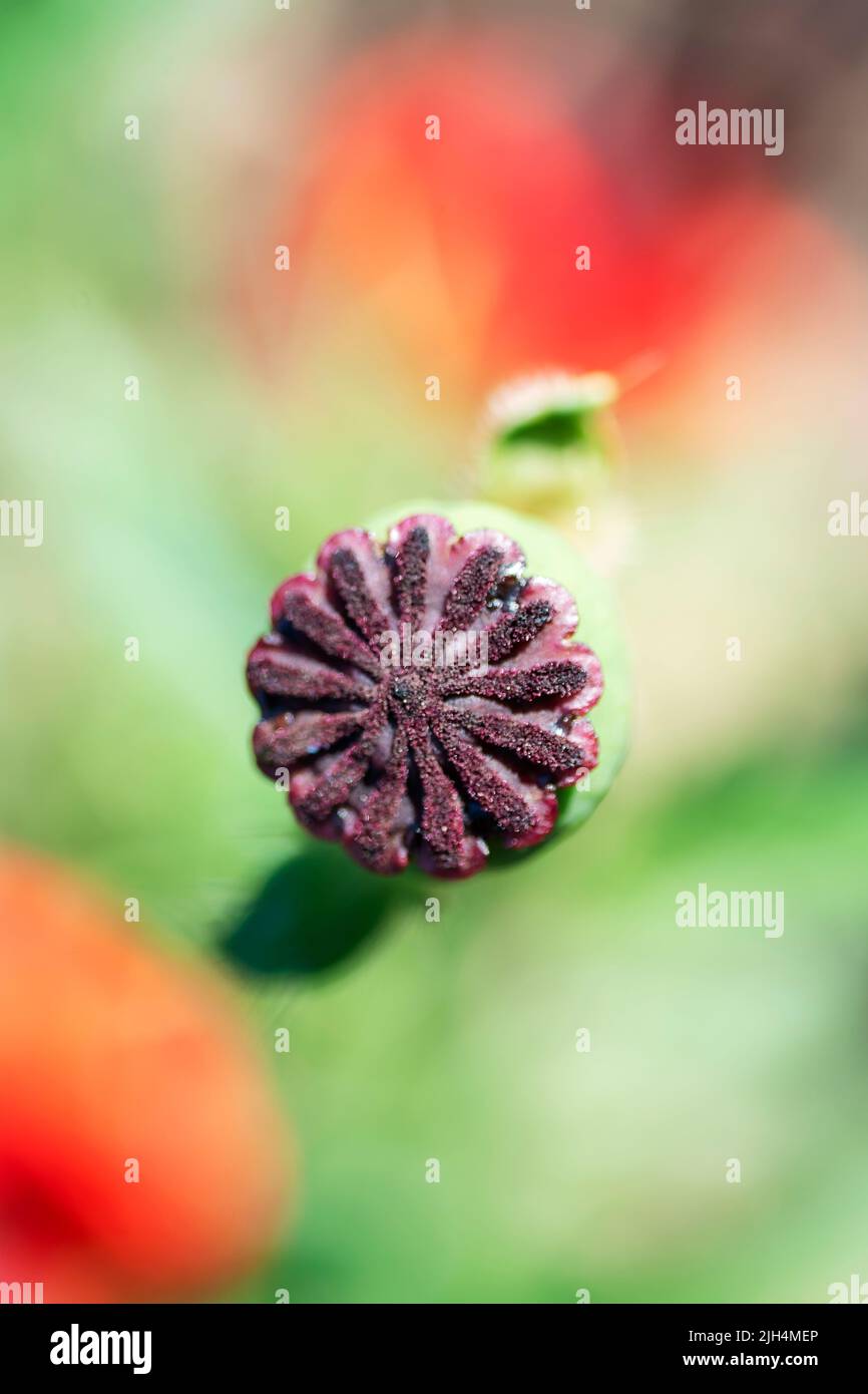 Poppy fruit Papaver rhoeas, blurred background. top view Stock Photo ...