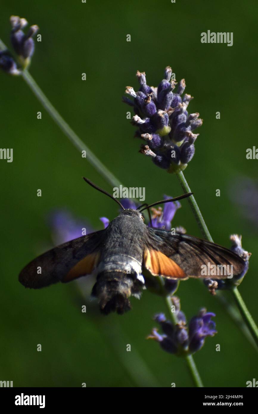 Hummingbird hawk moth garden pollinator hi-res stock photography and ...
