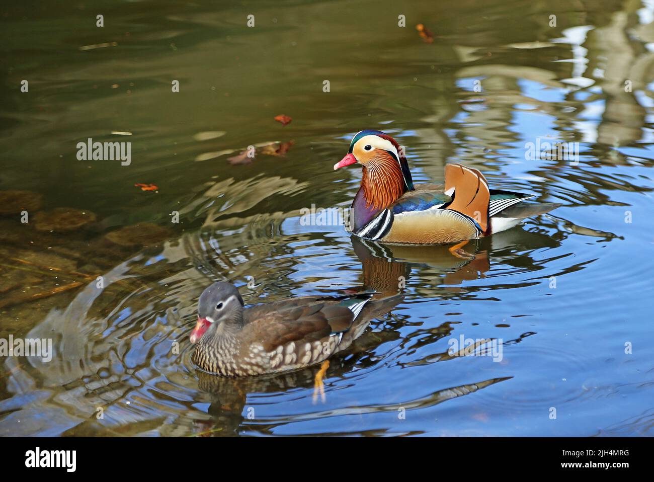 Pair of Mandarin duck - Berlin, Germany Stock Photo - Alamy