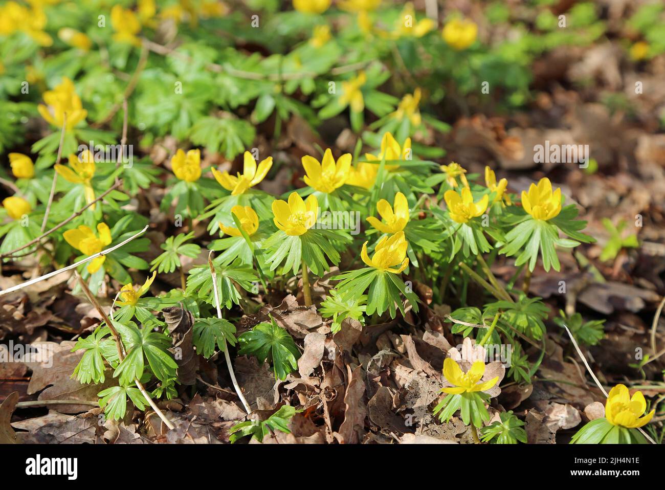 Yellow aconite hi-res stock photography and images - Alamy