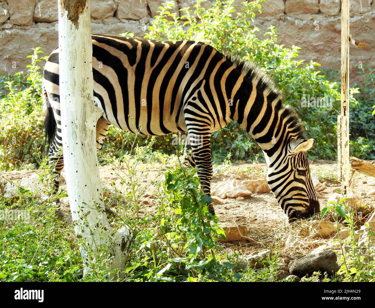 A wild zebra animal eating in a grass land, Zebras are African equines ...