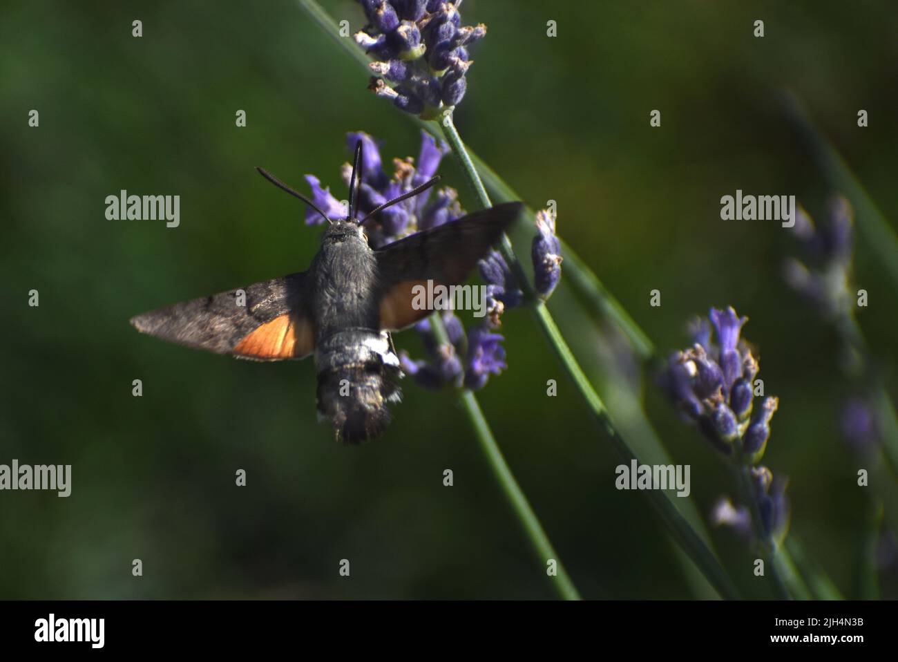 Hummingbird hawk-moth hovering near lavender flower Stock Photo - Alamy
