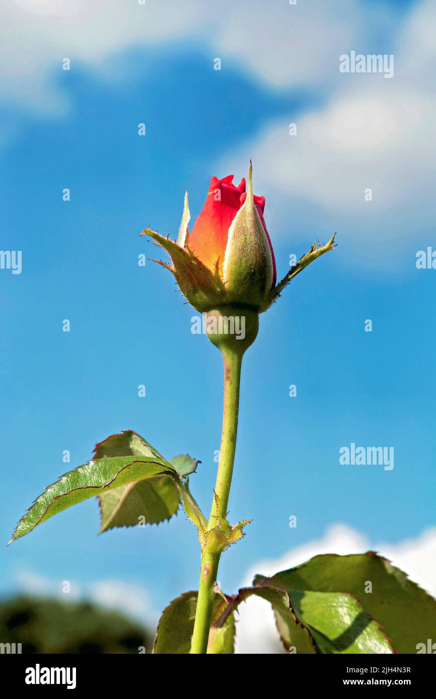 Beautiful blooming red rose hi-res stock photography and images - Alamy