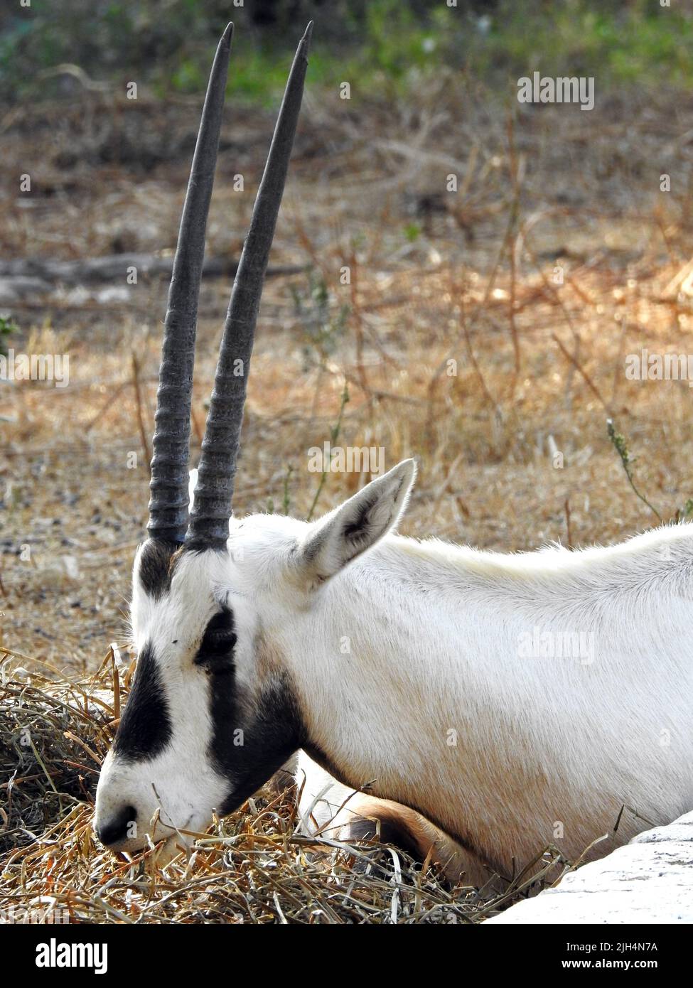 A portrait of a wild goat (Capra aegagrus) which inhabiting forests ...