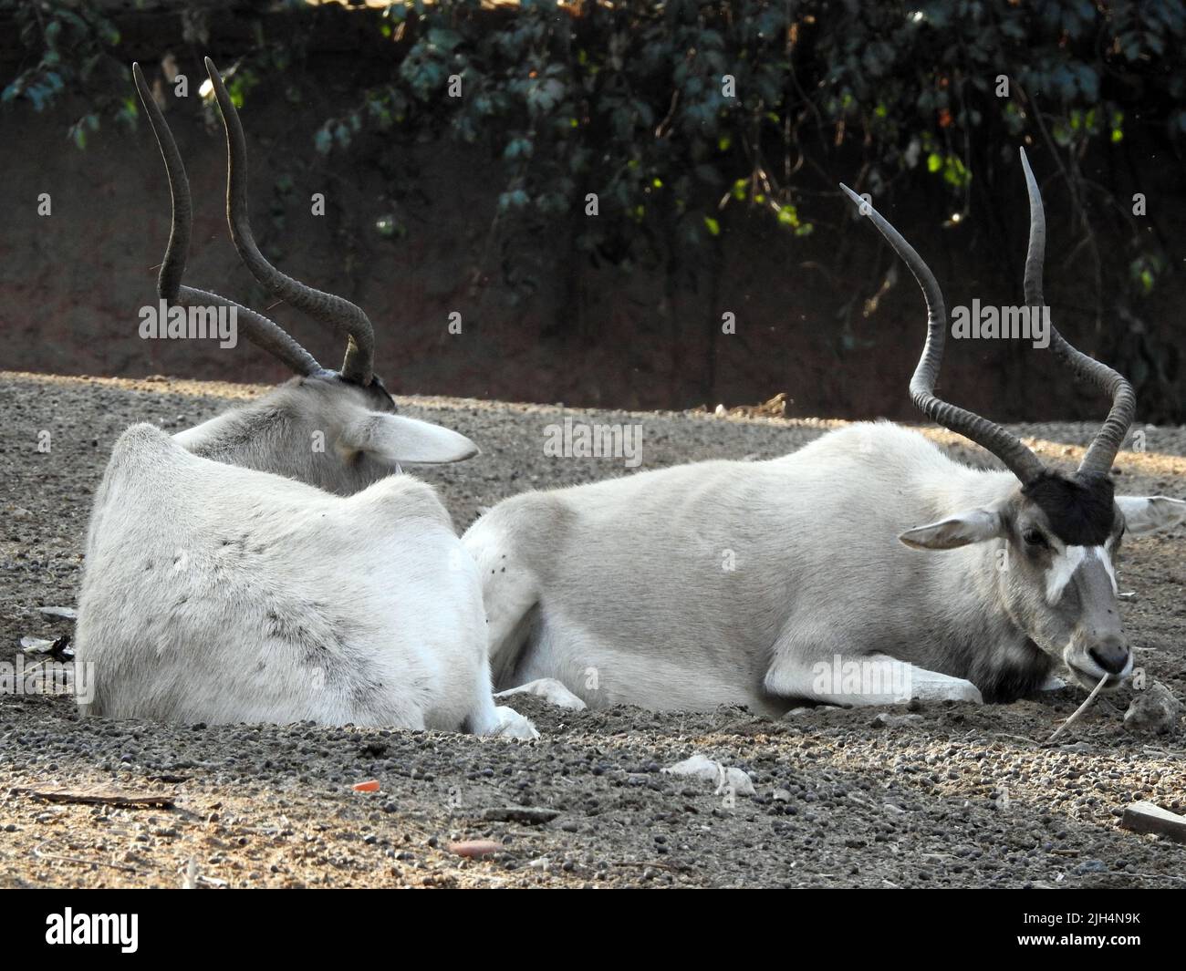 A portrait of a wild goat (Capra aegagrus) which inhabiting forests ...