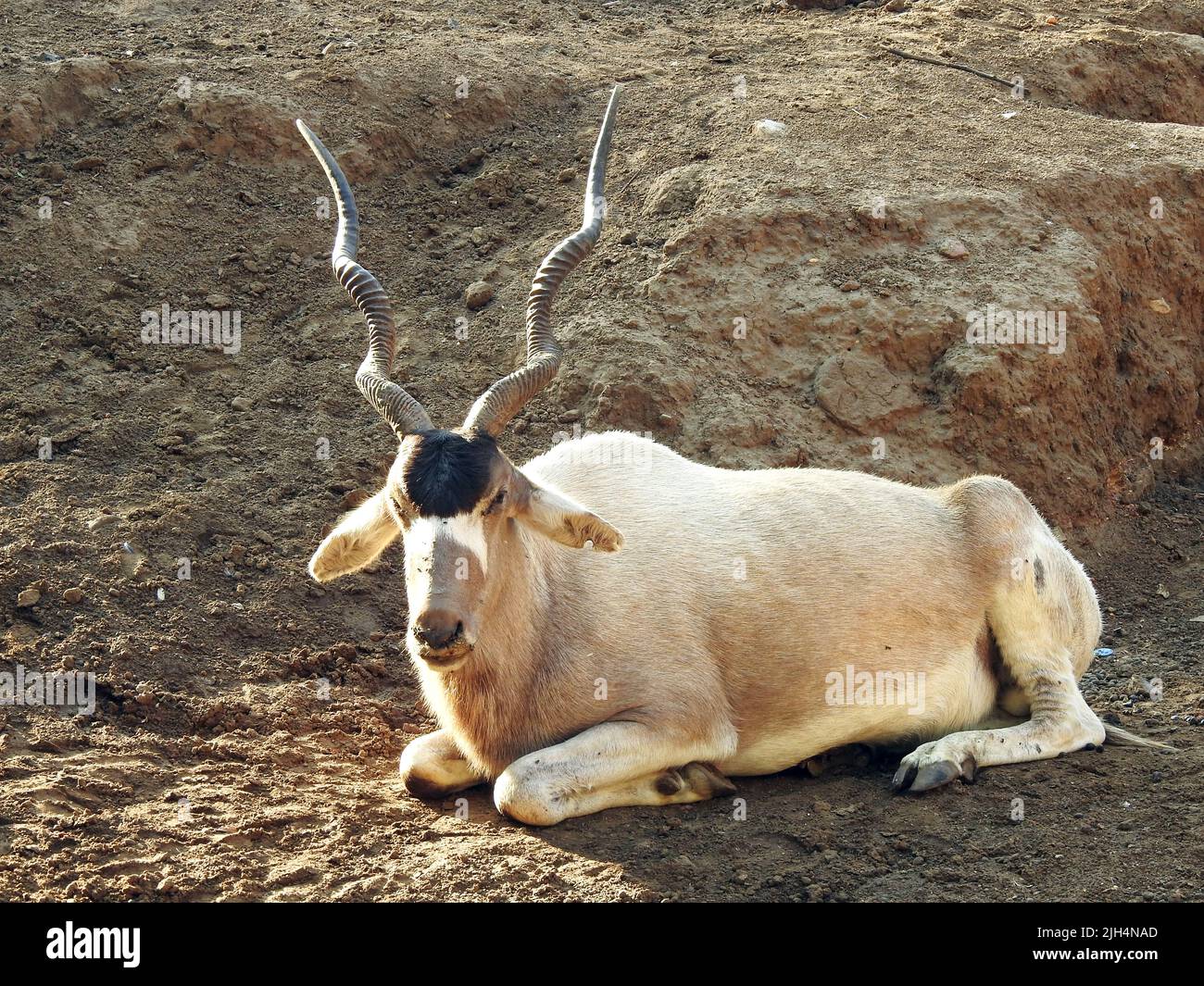 A portrait of a wild goat (Capra aegagrus) which inhabiting forests ...