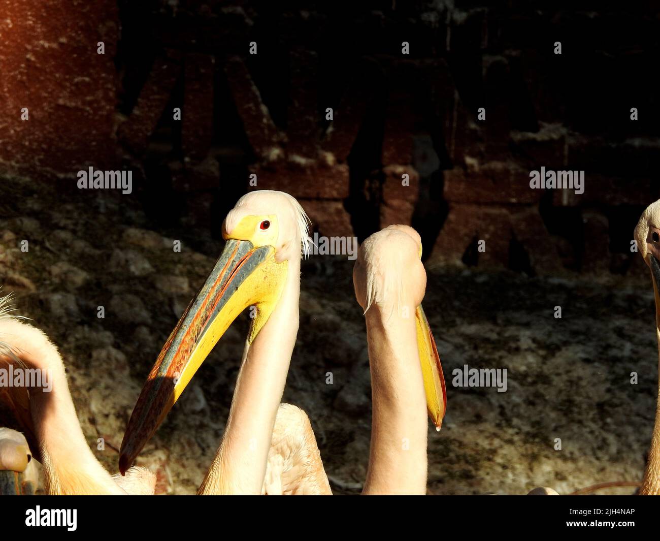The great white pelican also known as rosy and eastern pelican in a ...