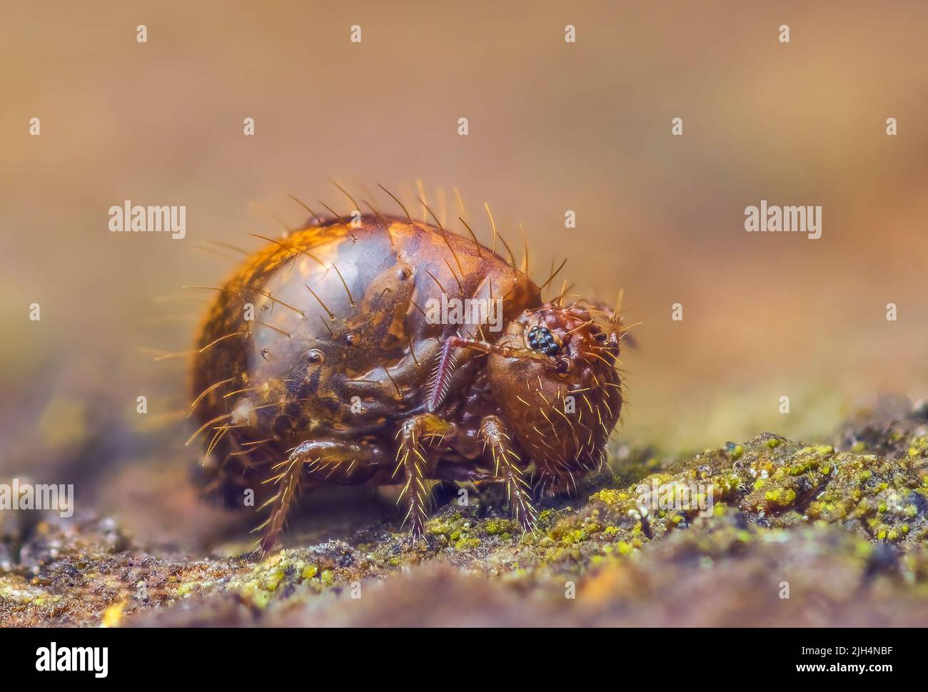 Globular springtail Dicyrtomina ornata or fusca in very close view ...