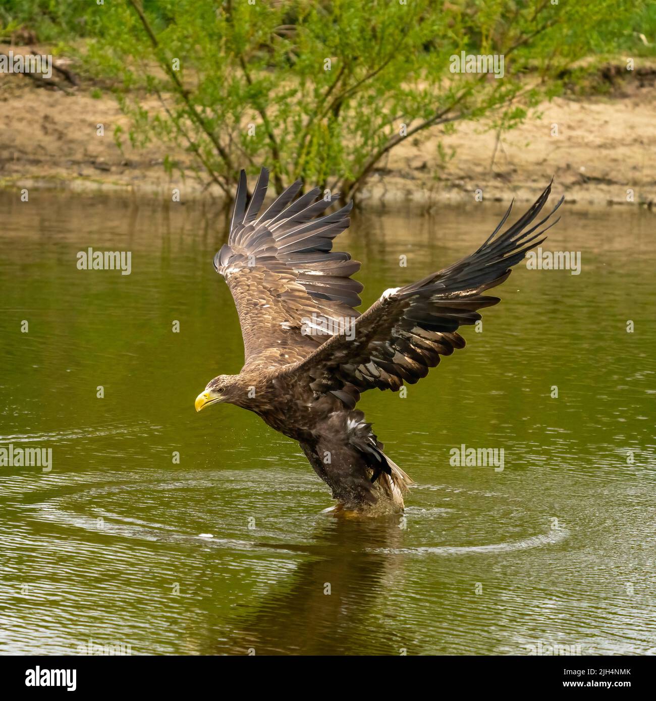 A hunting European eagle makes the landing above water, trees in the ...