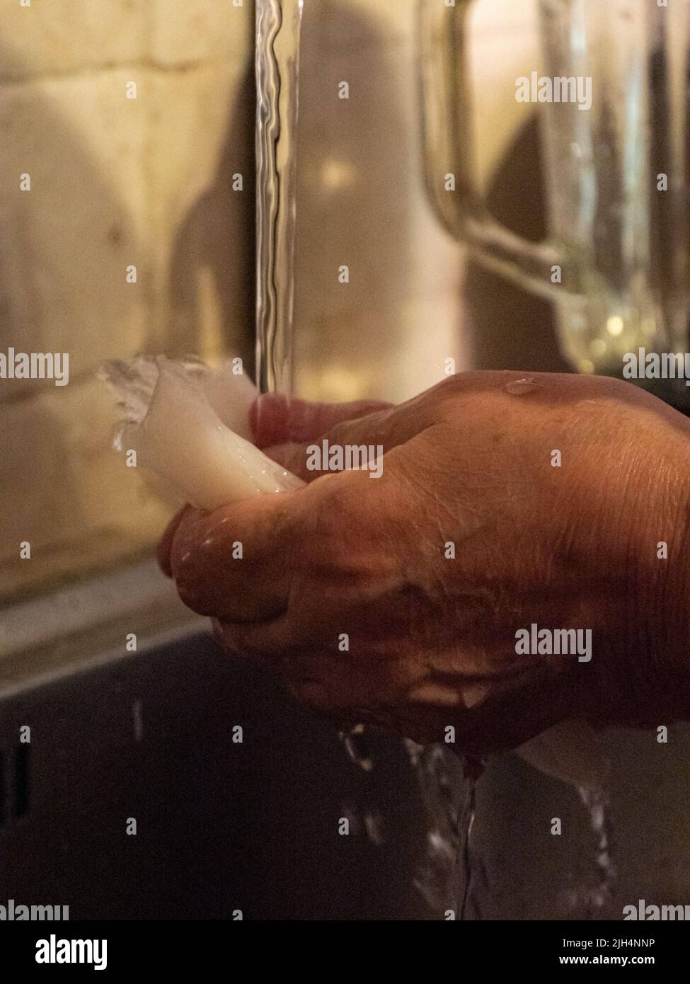 cleaning a raw adriatic cuttlefish at home in Numana, Marche, Italy ...