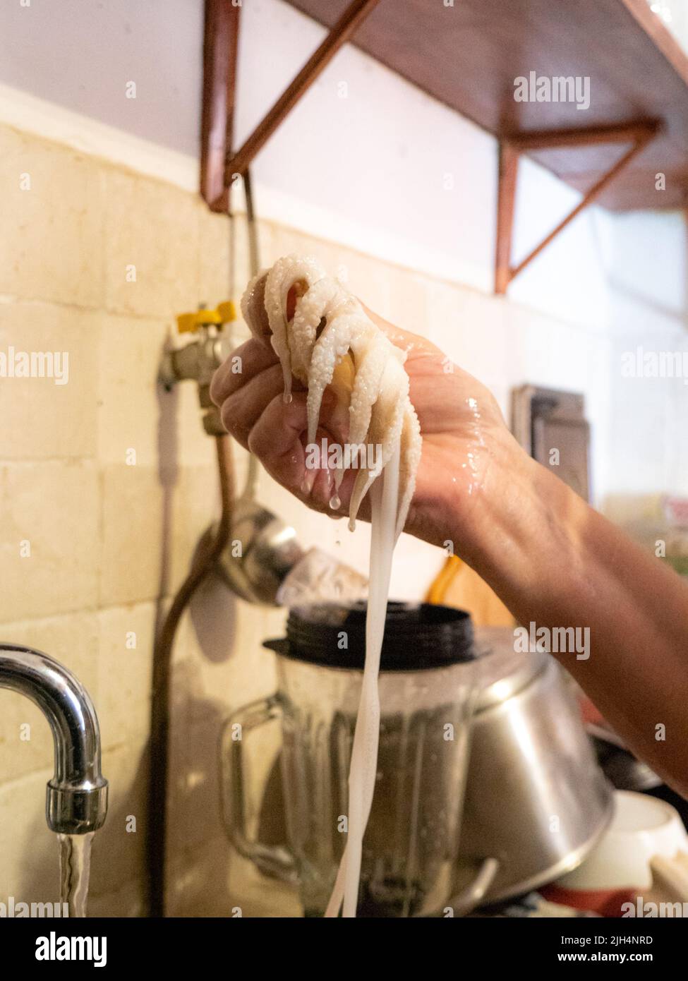 cleaning a raw adriatic cuttlefish at home in Numana, Marche, Italy ...