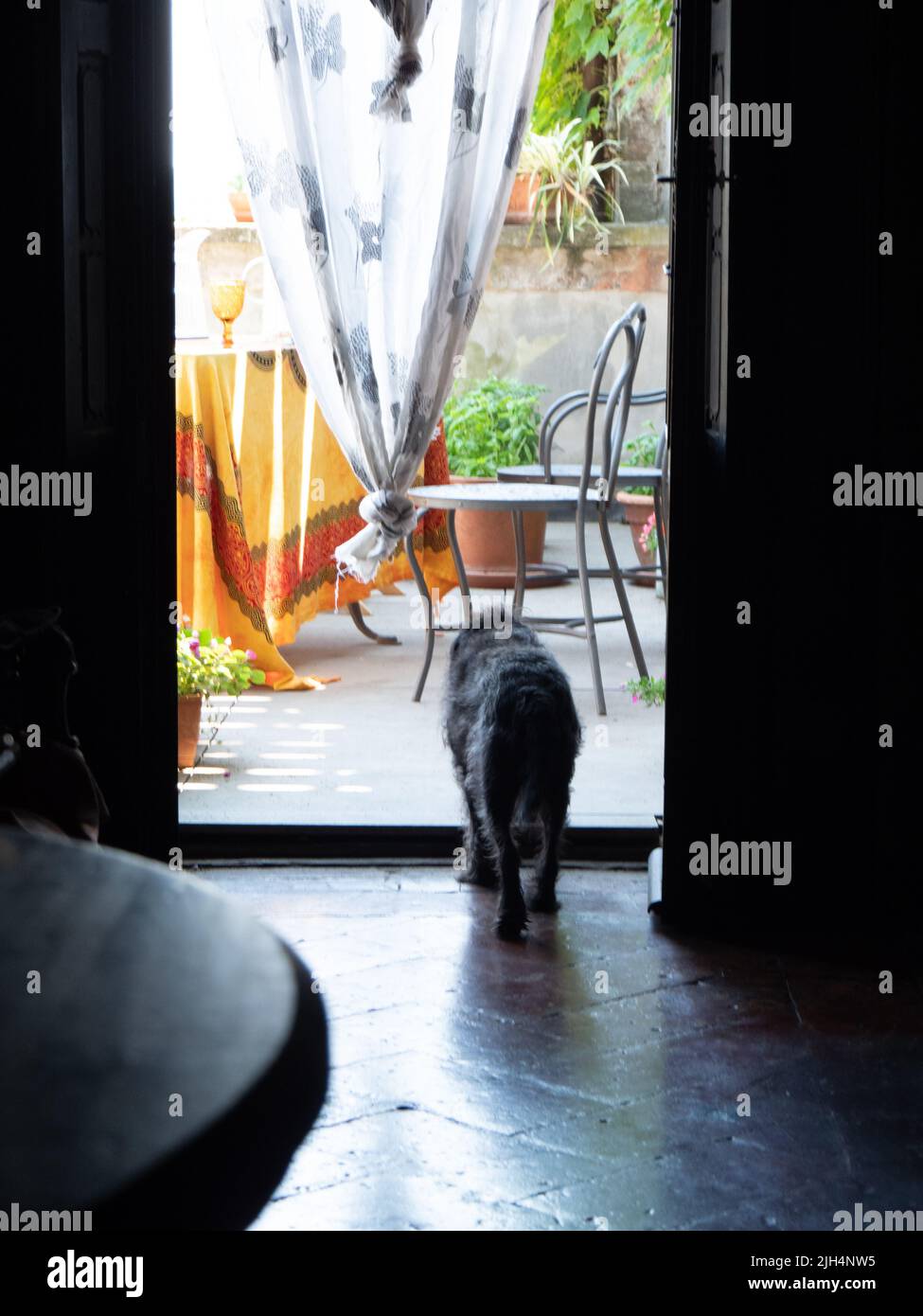 black terrier mixed race dog standing on a terrace at home in summer ...