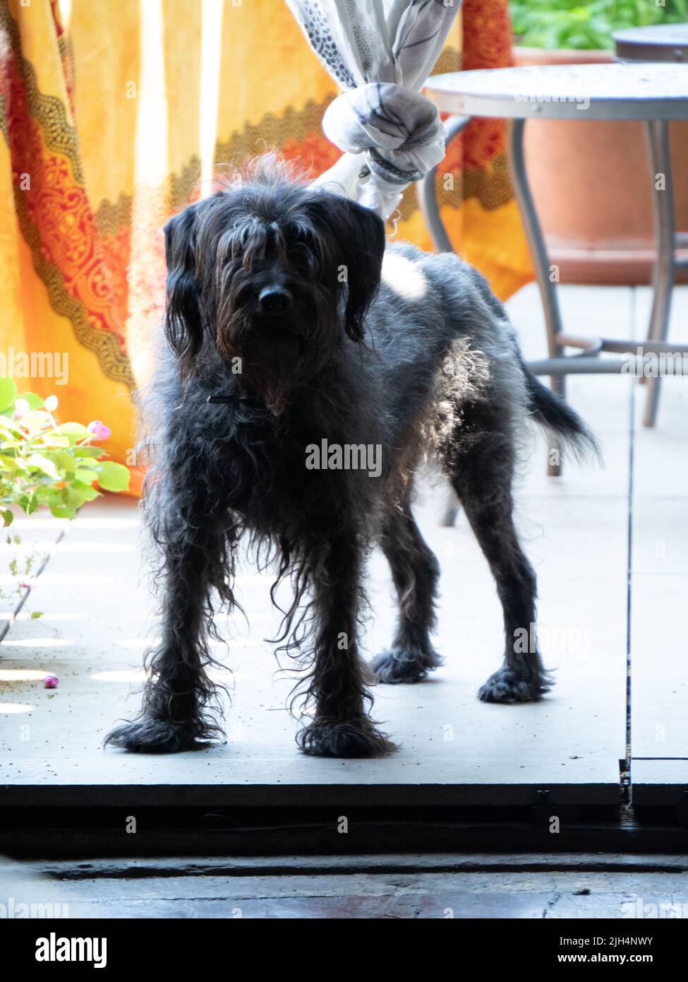 black terrier mixed race dog standing on a terrace at home in summer ...