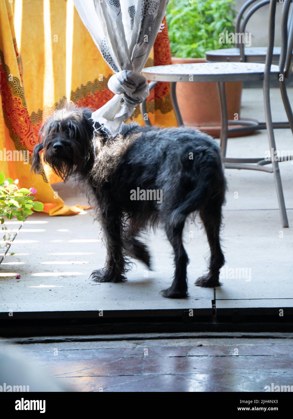 black terrier mixed race dog standing on a terrace at home in summer ...