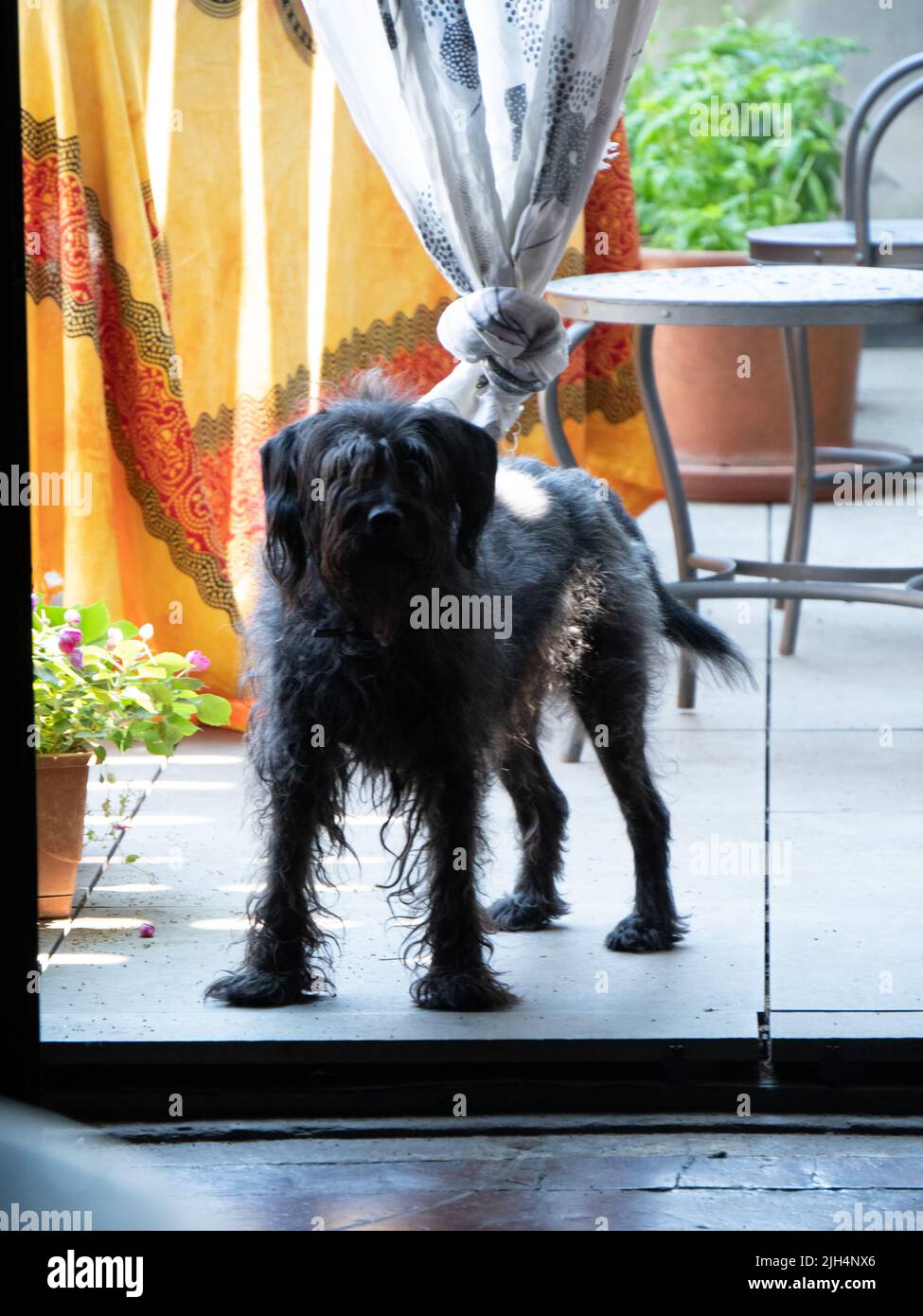 black terrier mixed race dog standing on a terrace at home in summer ...
