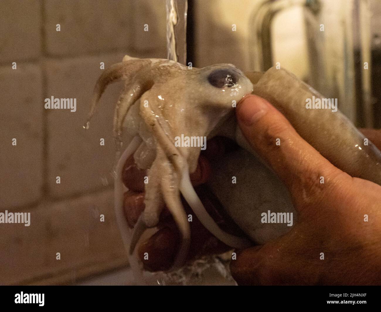 cleaning a raw adriatic cuttlefish at home in Numana, Marche, Italy ...