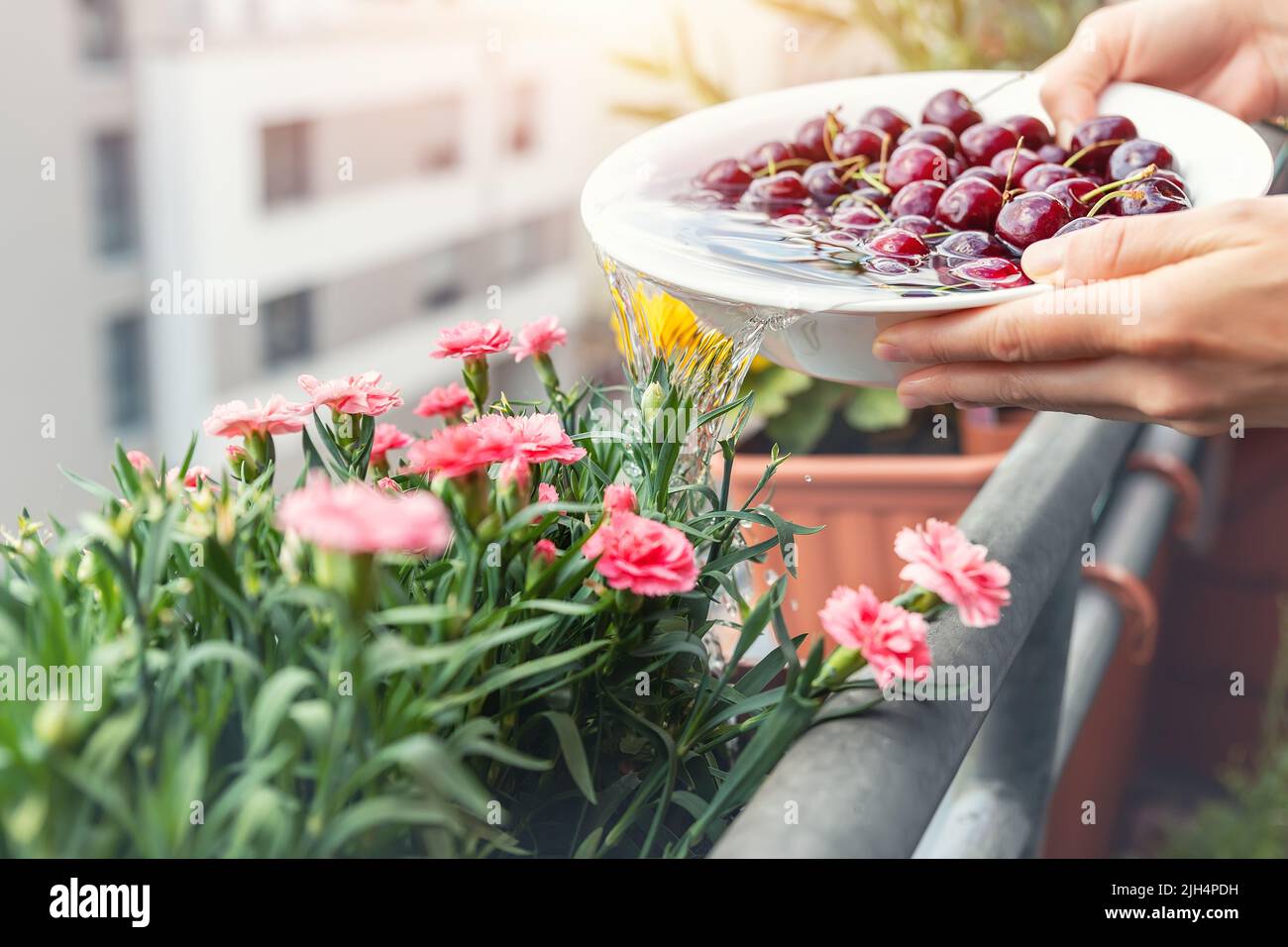 Close-up woman hand watering blooming pink carnation flower pots with ...