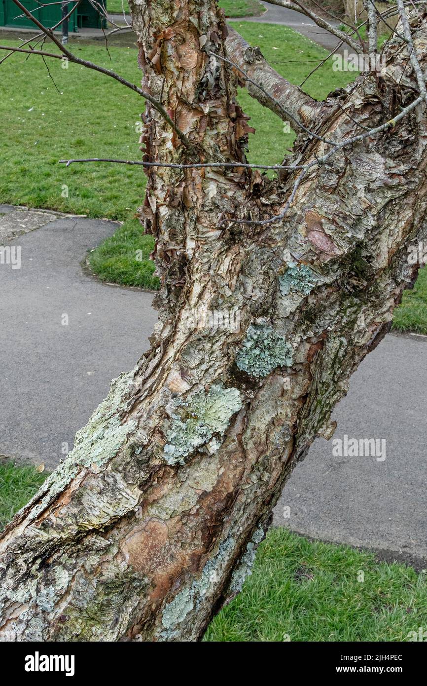 The distinctive bark of the Black Birch Betula lenta tree in Trenance ...