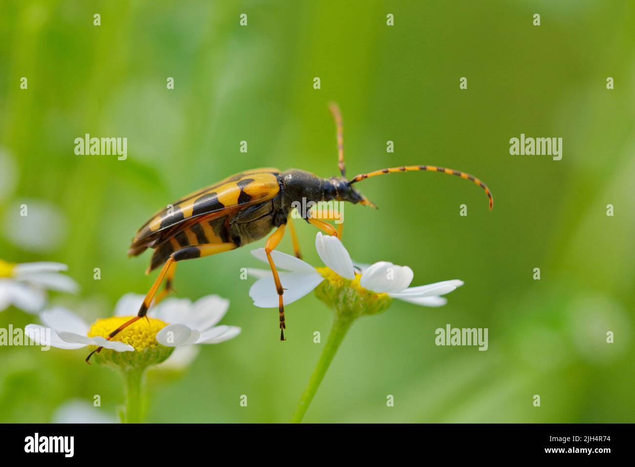 Spotted Longhorn, Yellow-black Longhorn Beetle (Strangalia maculata ...