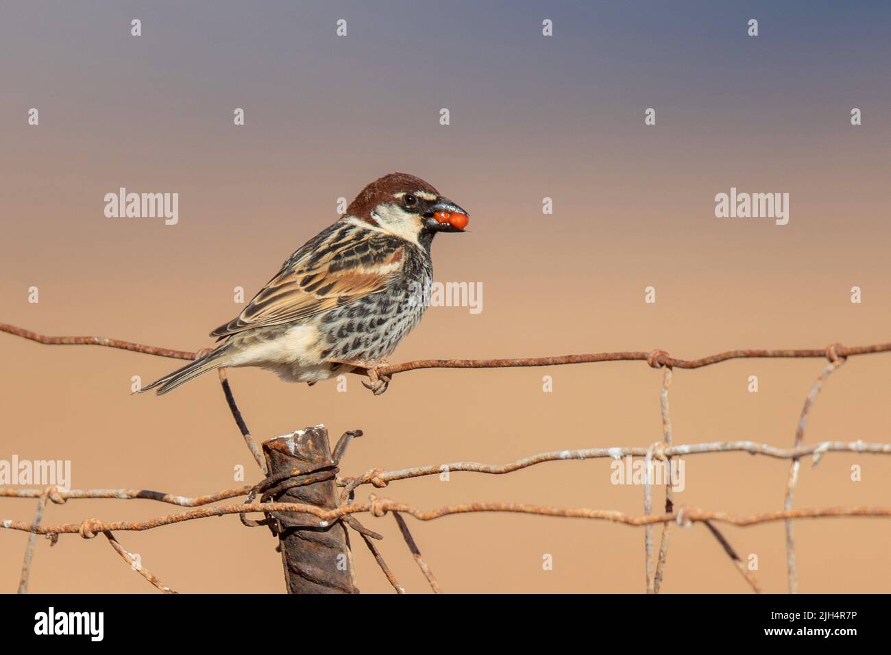 Spanish sparrow, willow sparrow (Passer hispaniolensis), male perching ...