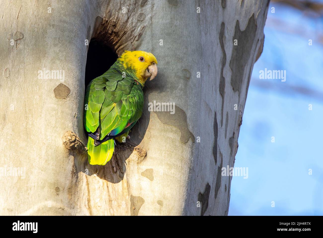 yellow-headed amazon, yellow-headed parrot, double yellow-headed amazon ...