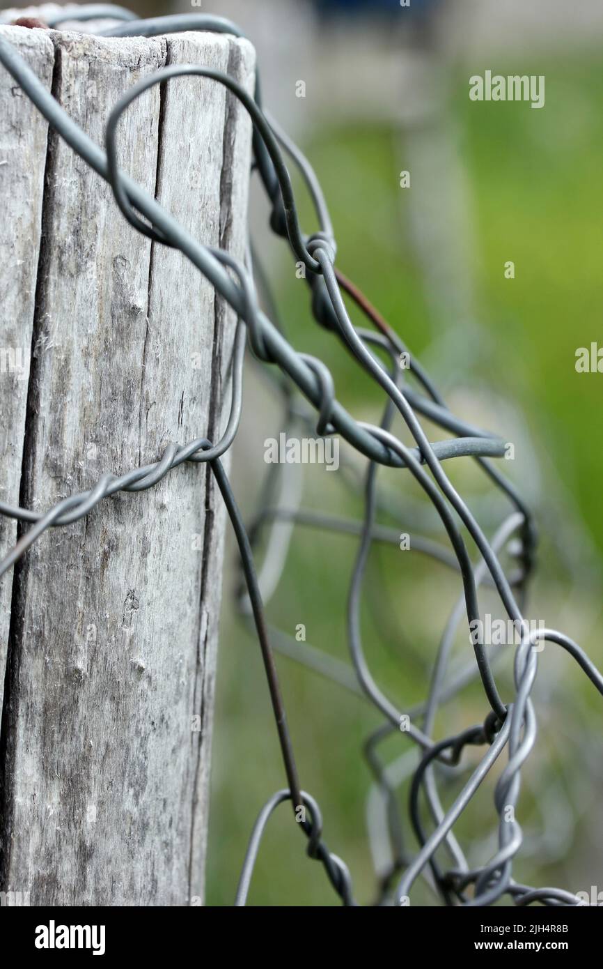 wire mesh tied to tree in farm Stock Photo - Alamy