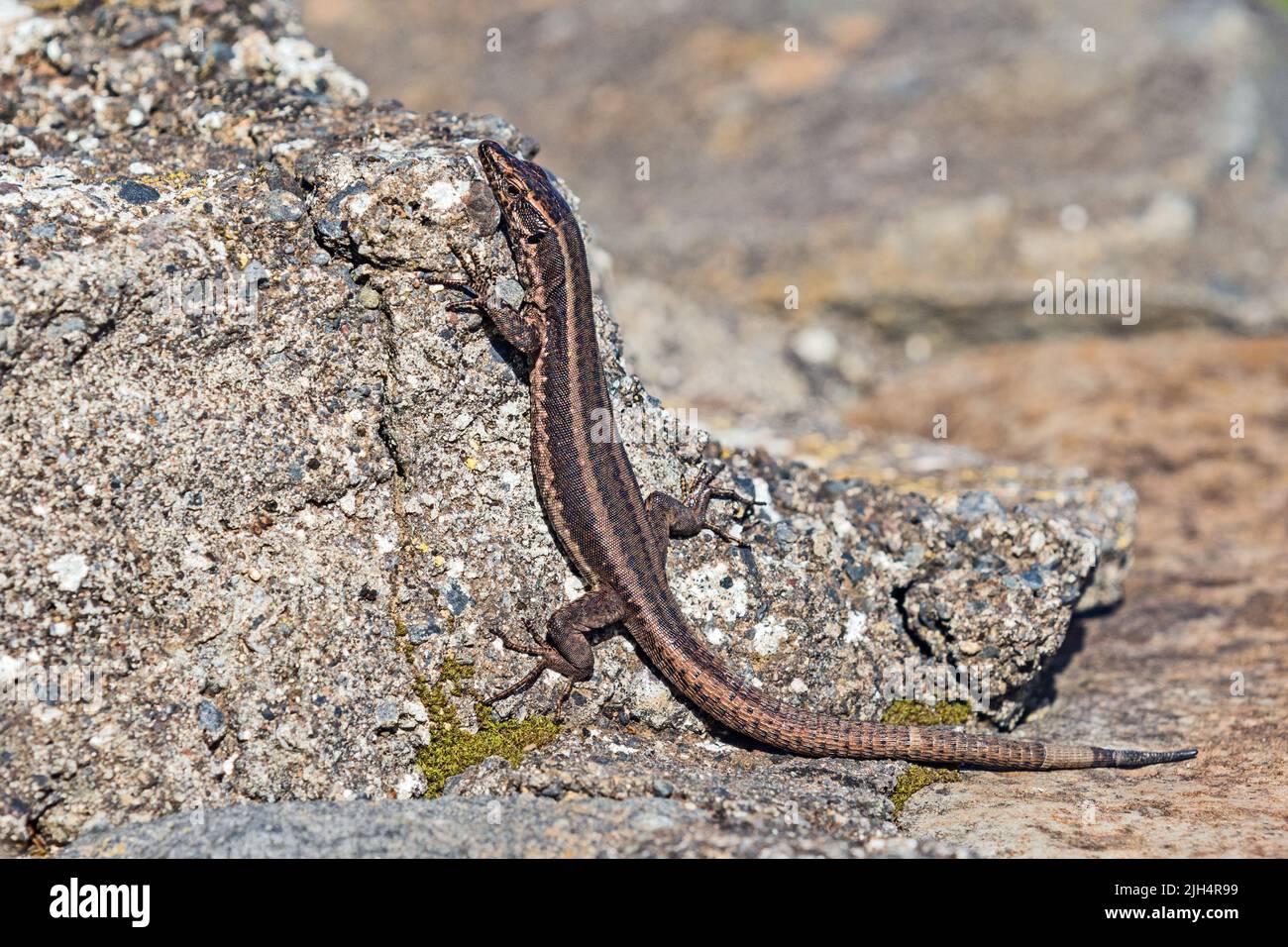Madeira wall lizard (Podarcis dugesii, Lacerta dugesii, Teira dugesii ...