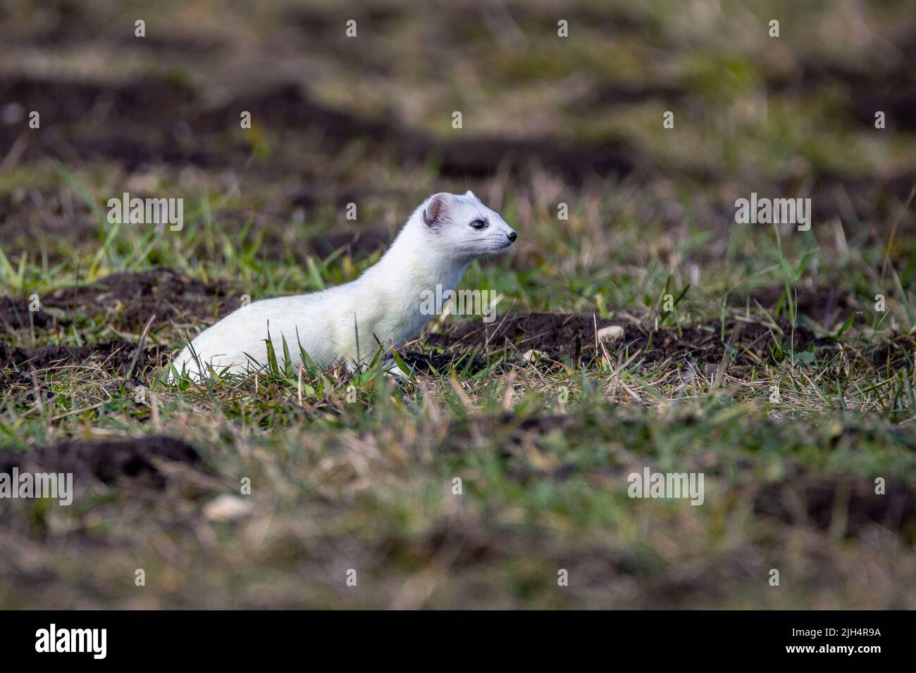 Ermine, Stoat, Short-tailed weasel (Mustela erminea), with winter fur ...