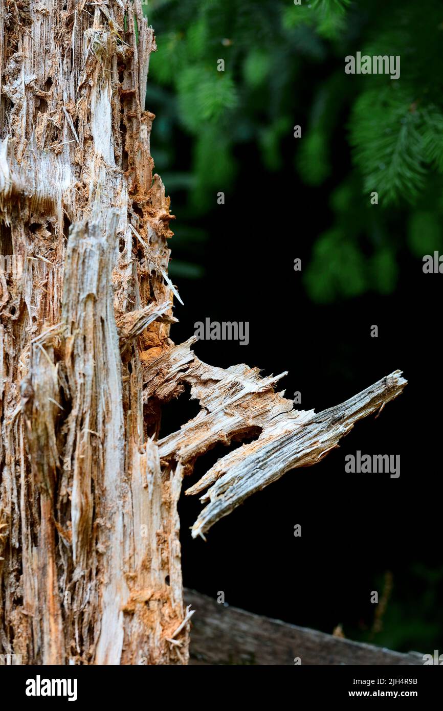 Norway spruce (Picea abies), chipped bark of a dead spruce tree ...