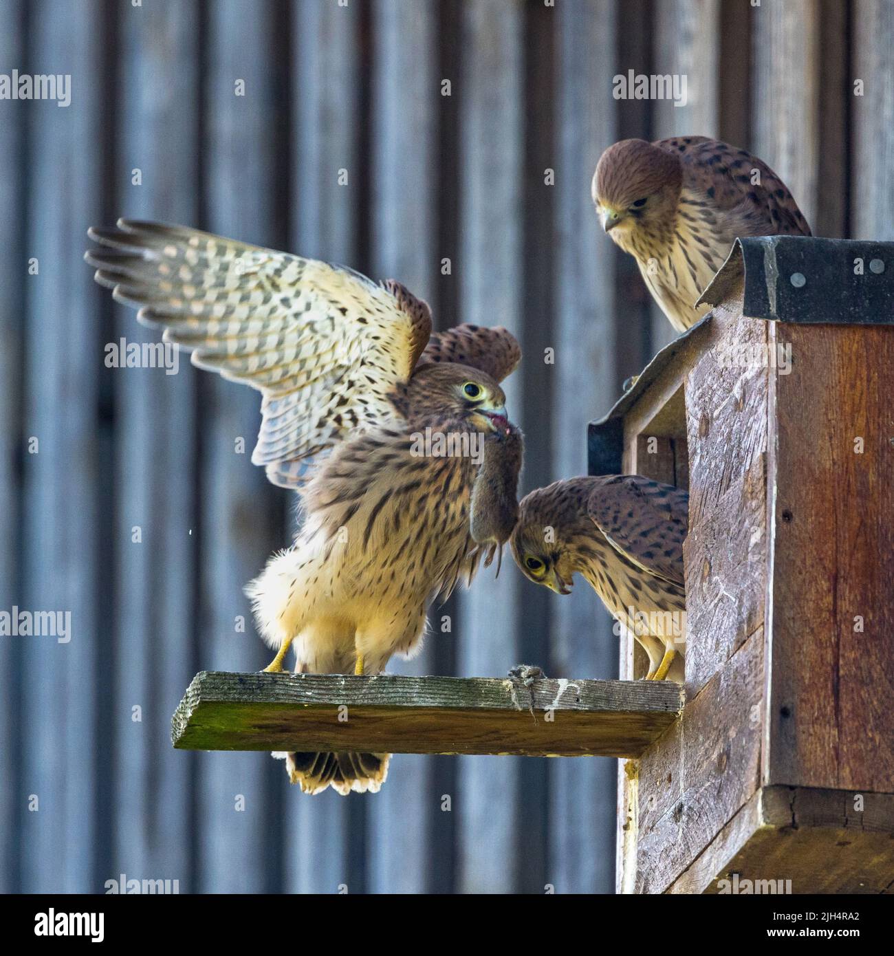 Juvenile kestrel searching for food hi-res stock photography and images ...
