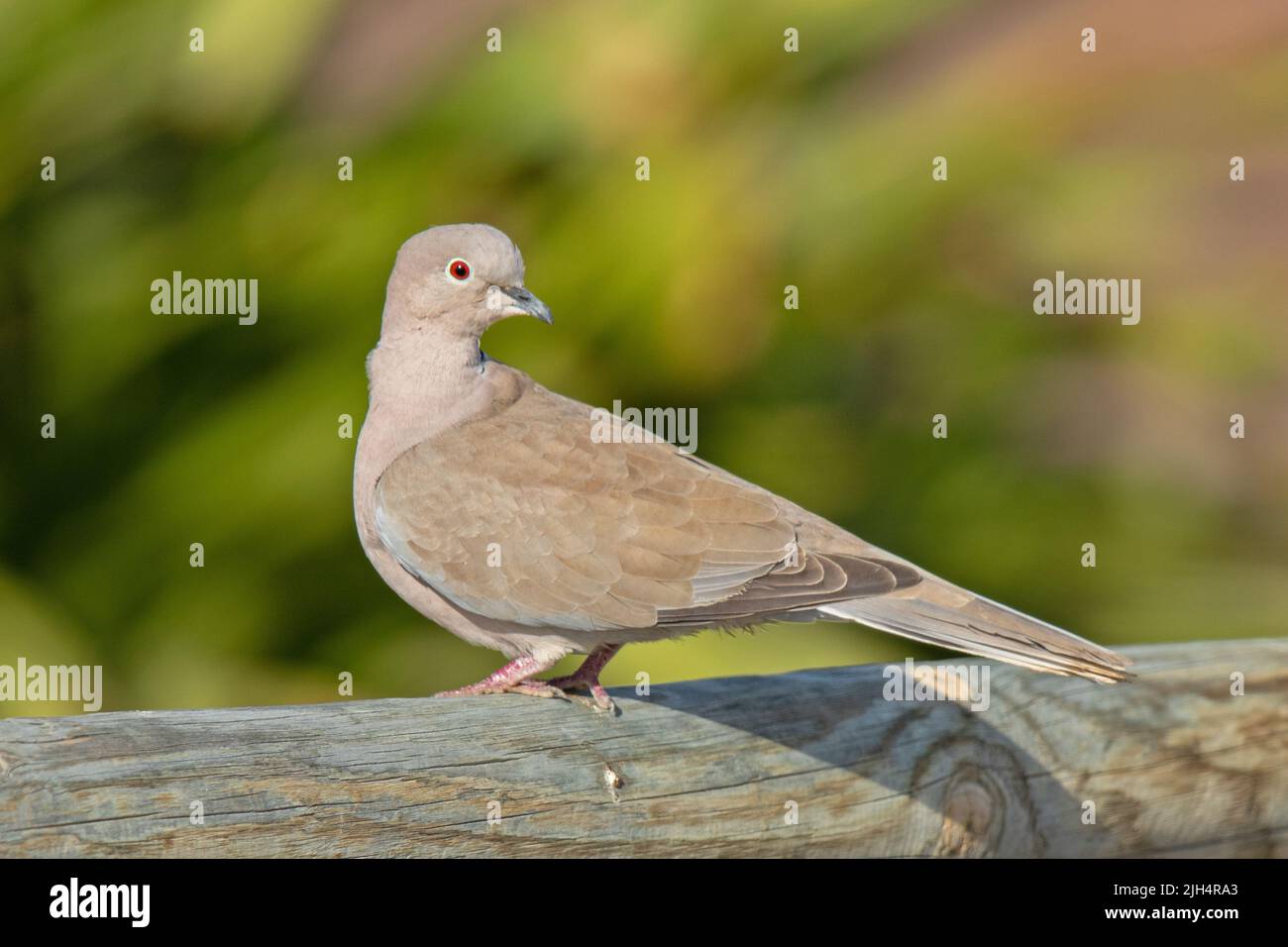 collared dove (Streptopelia decaocto), perched on awooden fence looking ...