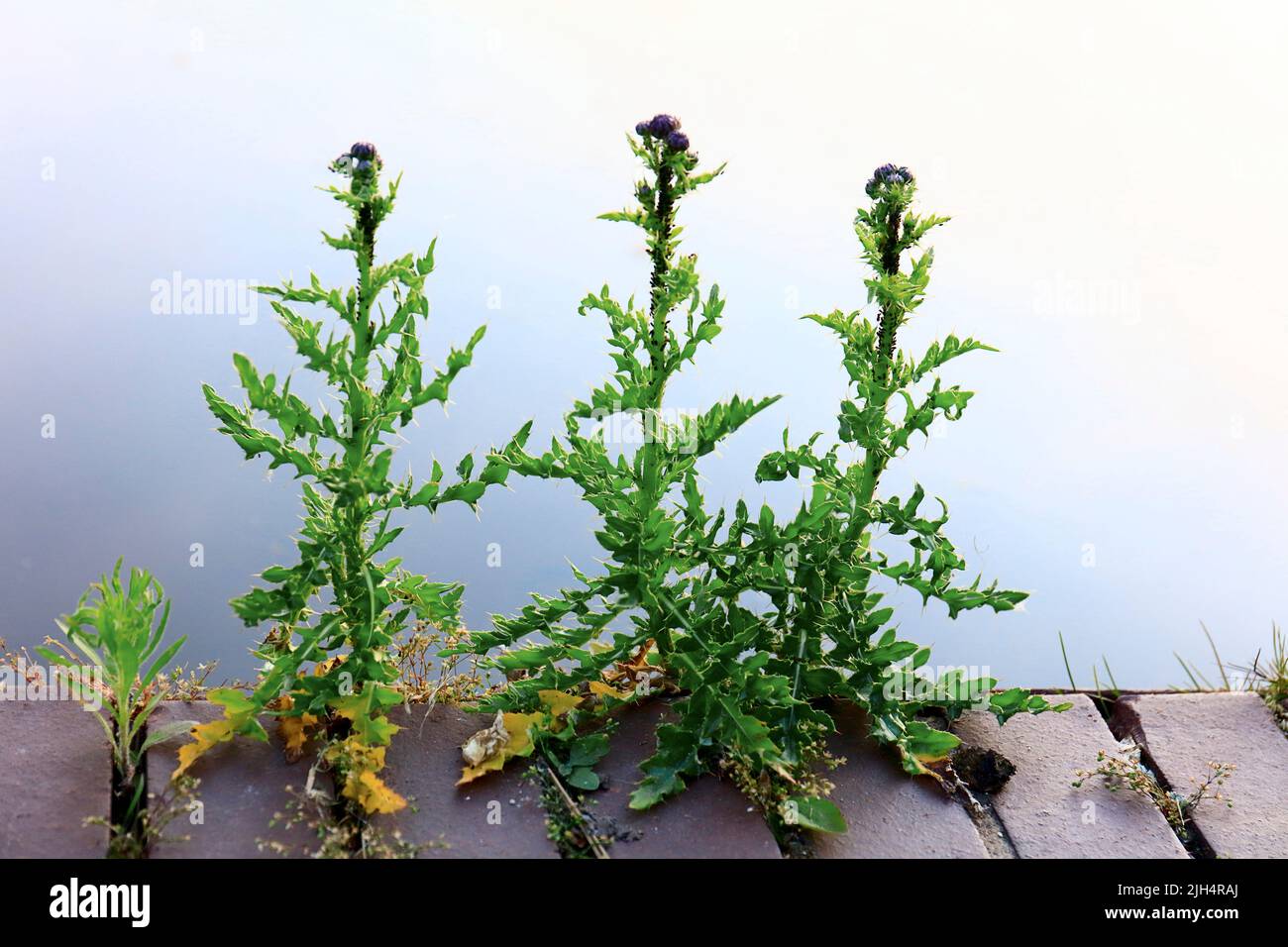 Canada thistle, creeping thistle (Cirsium arvense), grows between ...
