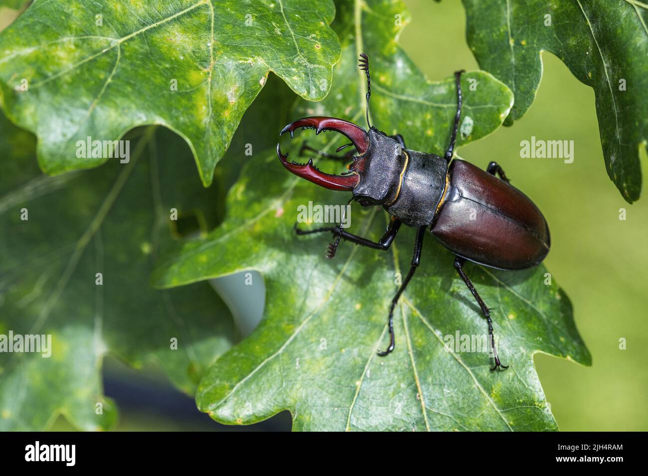 stag beetle, European stag beetle (Lucanus cervus), male sits on an oak ...