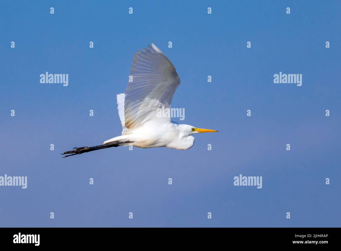 Intermediate egrets flying hi-res stock photography and images - Alamy