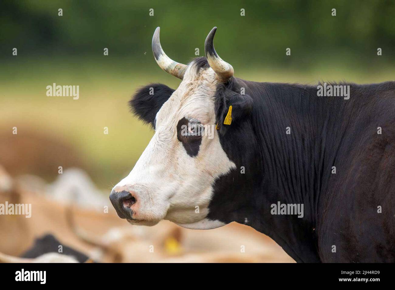 domestic cattle (Bos primigenius f. taurus), portrait, Germany Stock ...